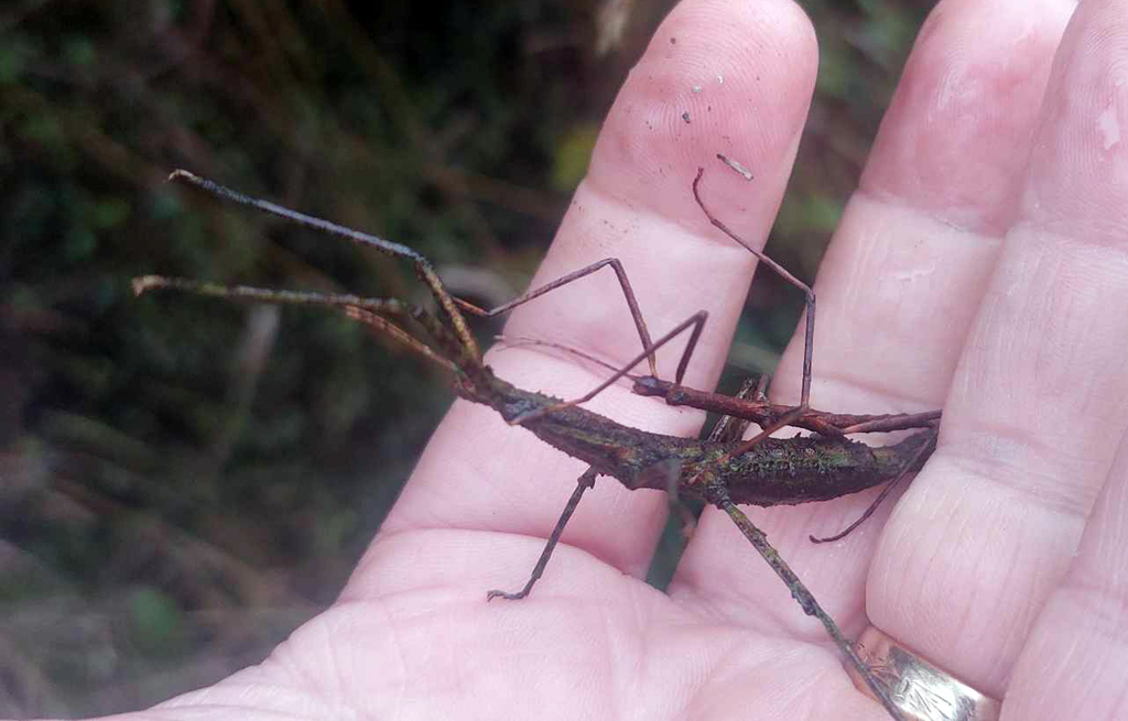 Thorny Stick Insect from East of Milton, Akatore, Akatore Creek on May ...