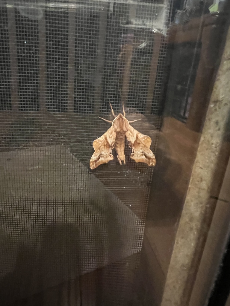 Small-eyed Sphinx from Bell Dr, Boulder, CO, US on May 20, 2023 at 09: ...