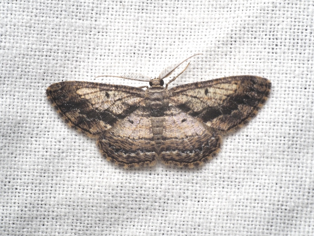 Zamarada from 24, Matabeleland South, ZW on May 18, 2023 at 09:15 PM by ...