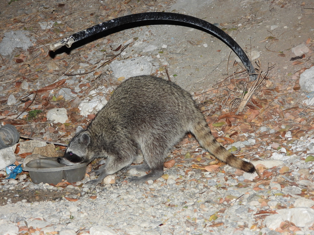 Tres Marías Raccoon from San Blas, Nay., México on May 4, 2023 at 09:46 ...