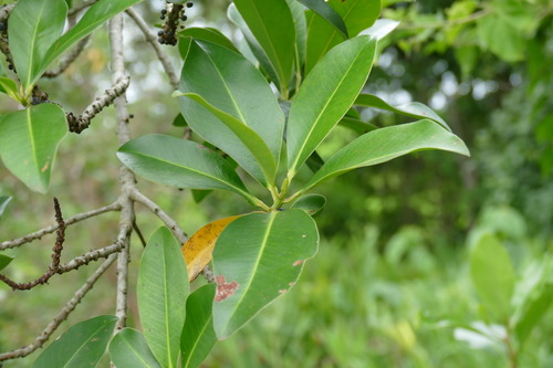 Rapanea gardneriana · iNaturalist United Kingdom