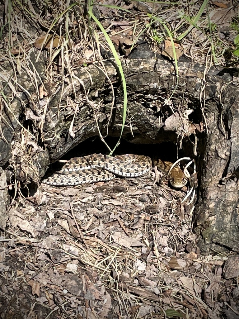 Checkered Garter Snake from Gracy Woods, Austin, TX, US on May 15, 2023 ...