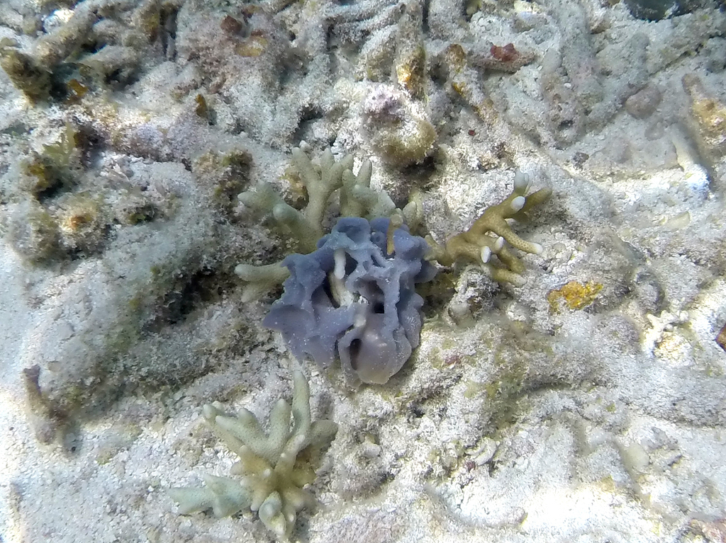 Sponges from West Island Shire of Cocos 6799, Cocos (Keeling) Islands ...