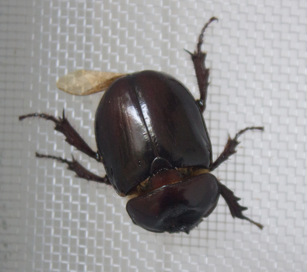 Bothynus complanus from San Andrés Tuxtla, Ver., México on April 3 ...