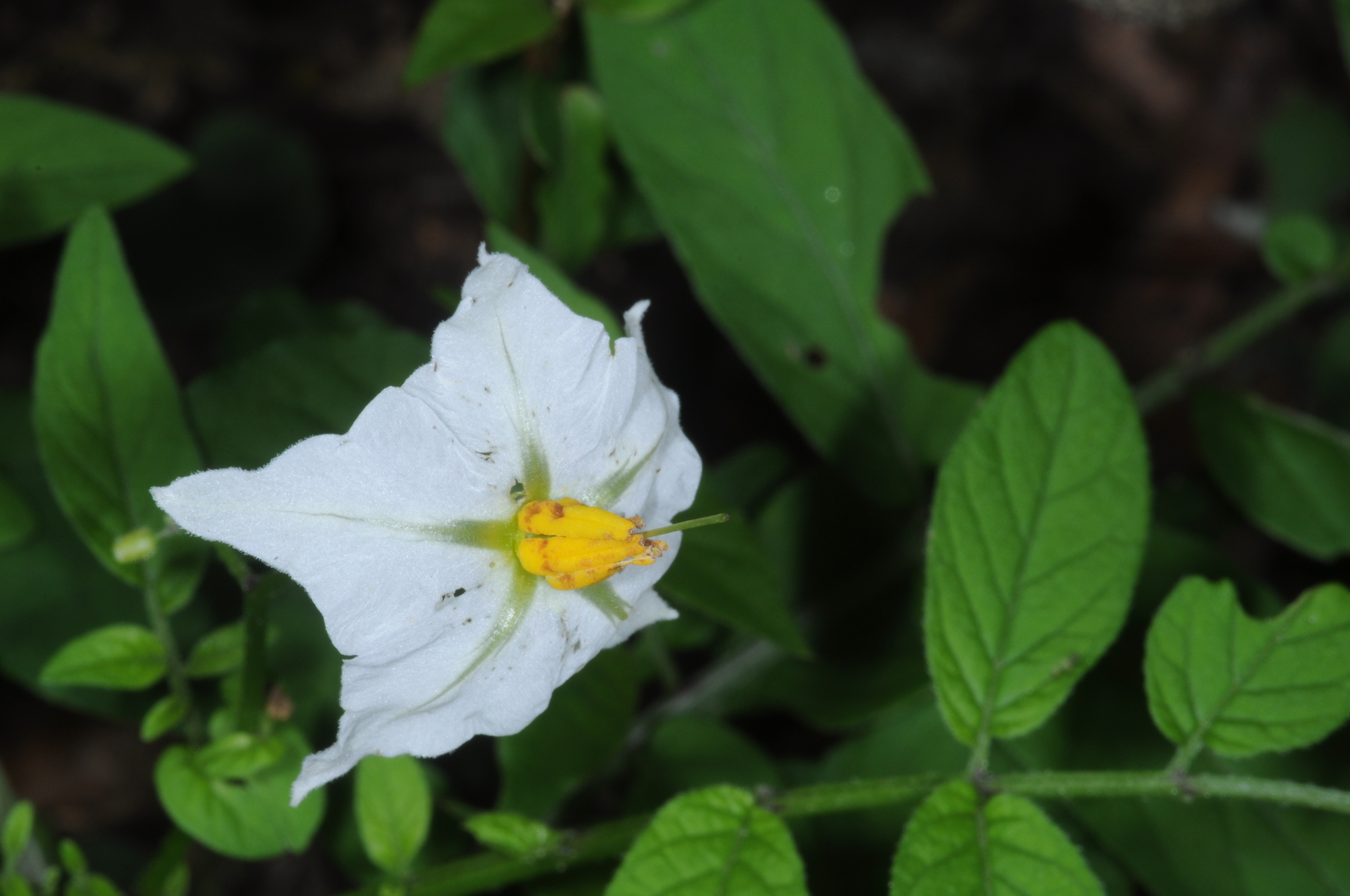 Solanum chacoense Bitter