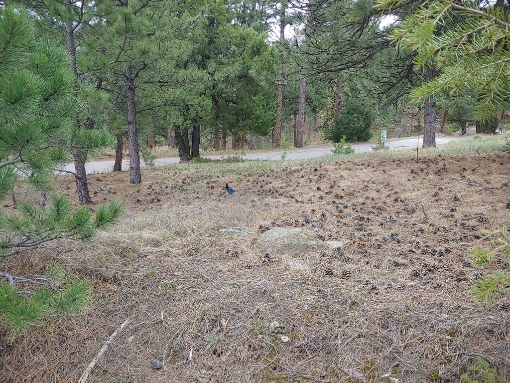 Steller's Jay from Flagstaff Mt summit, Boulder County, CO, USA on May ...
