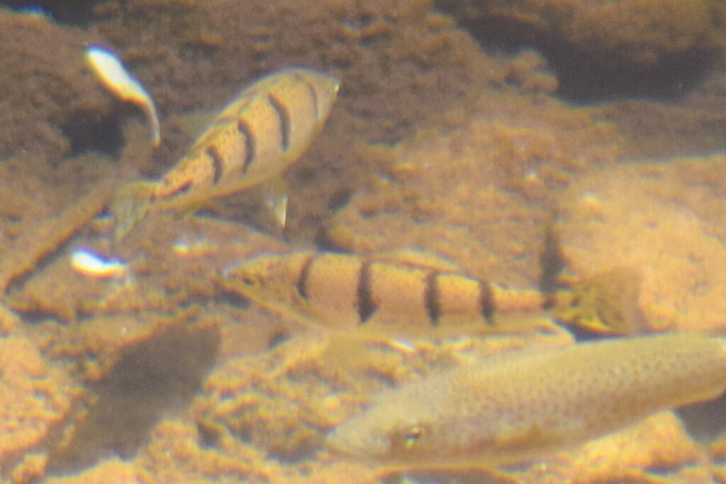 Barred Grunter from python pool Chichester national park on September ...
