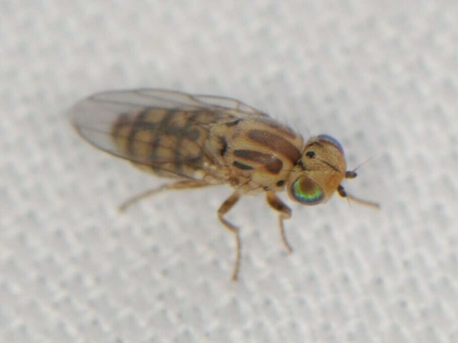 Chlorops in May 2023 by Elliott Gordon · iNaturalist