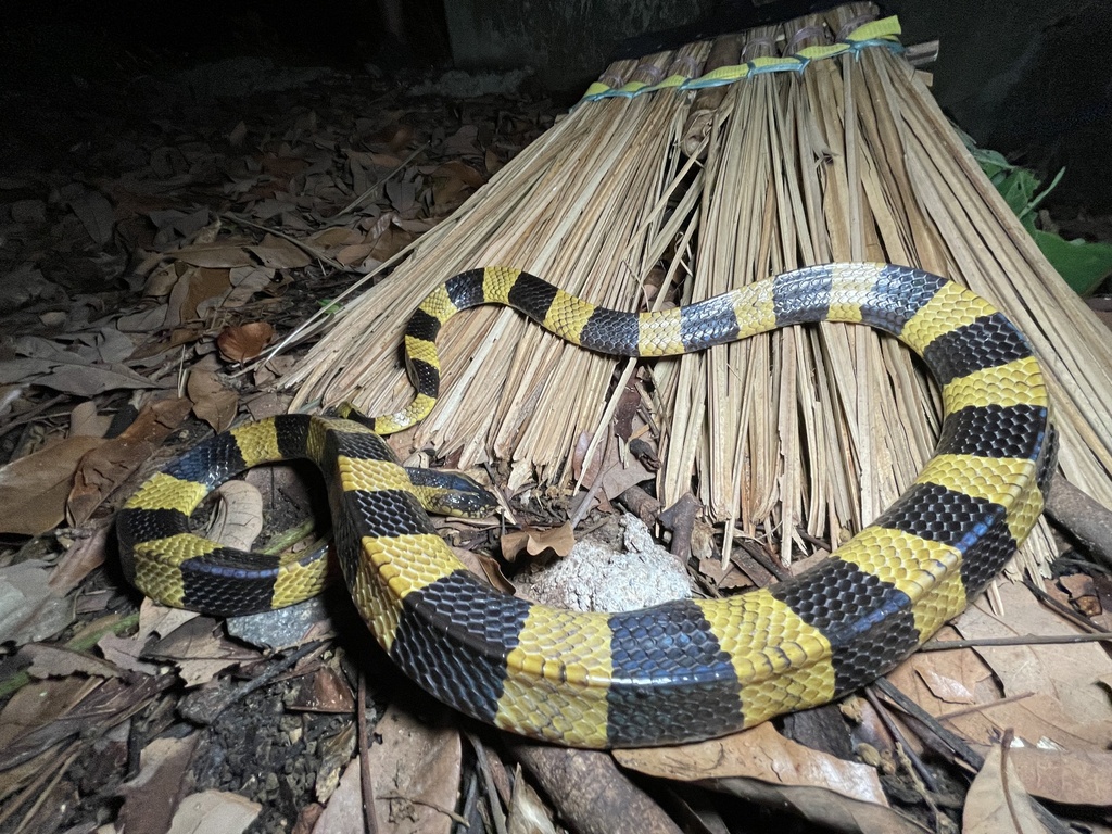 Banded Krait in May 2023 by alexericsonlee · iNaturalist