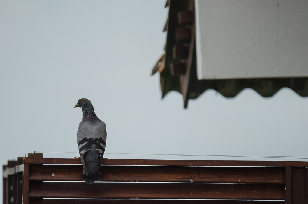 Feral Pigeon from Koggala, Sri Lanka on May 07, 2018 at 06:20 PM by ...