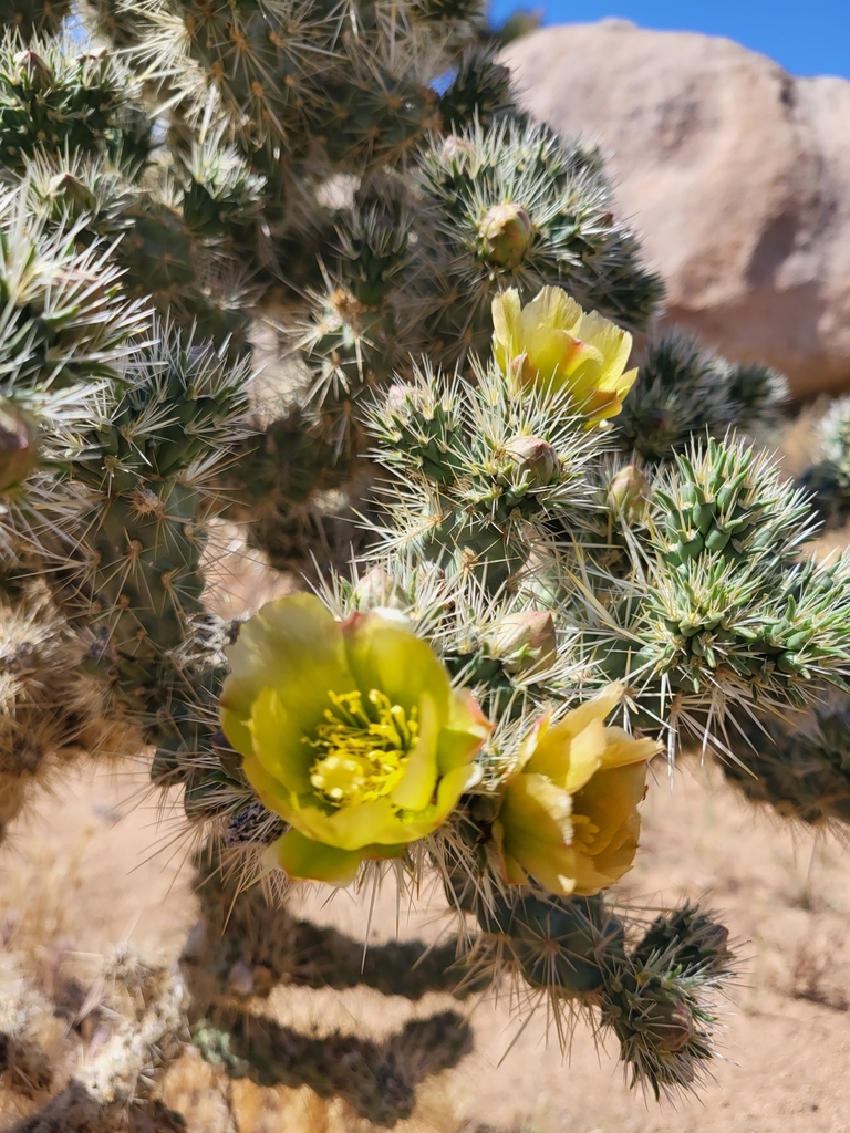 Silver Cholla from Cap Rock, California, USA on May 19, 2023 at 03:44 ...