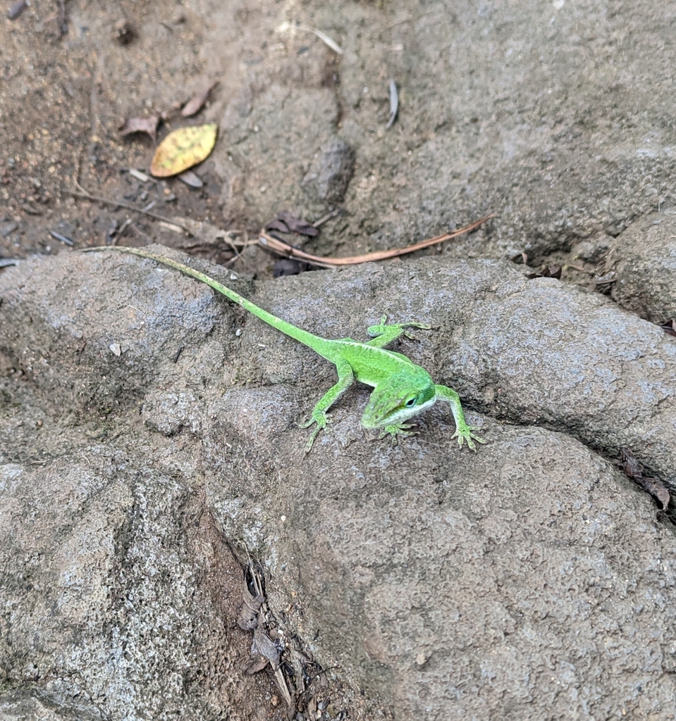 Green Anole from Wailua Homesteads, HI 96746, USA on May 20, 2023 at 10 ...