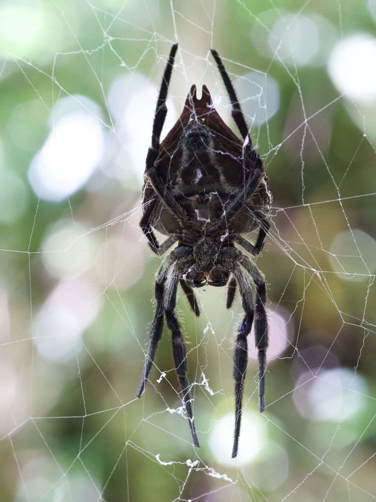 Caerostris extrusa from Anjozorobe, Madagascar on April 22, 2023 at 03: ...