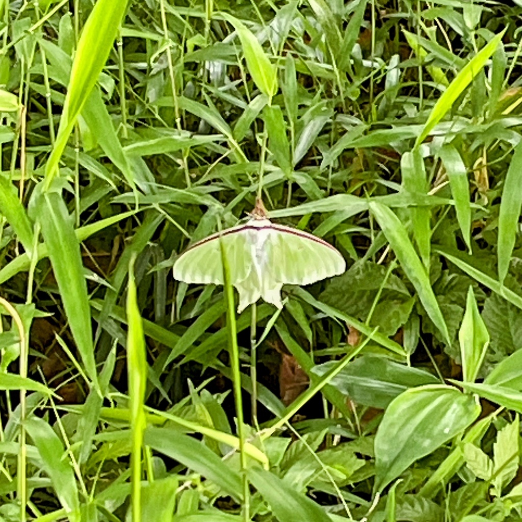 Actias aliena from Jindai Botanical Garden, Chofu, Tokyo, JP on May 21 ...