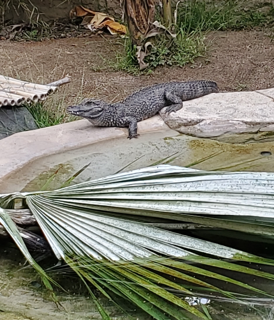 Chinese Alligator in May 2023 by joshua-m · iNaturalist