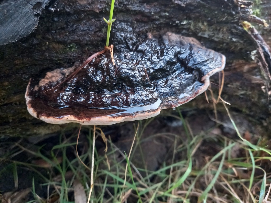 southern bracket from 155 Biddles Rd, Skenes Ck on May 16, 2023 at 04: ...