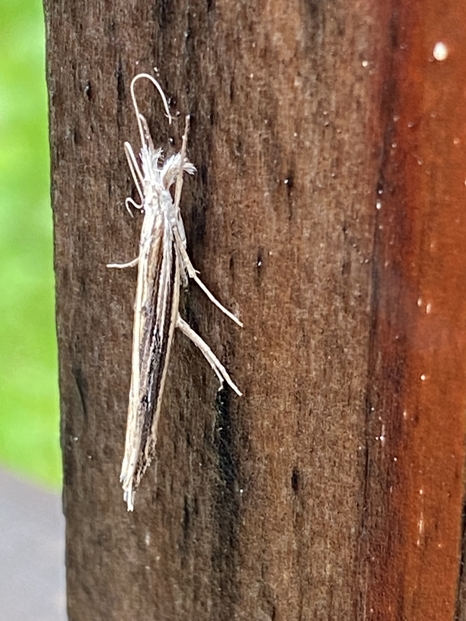 Ypsolopha mucronella (Scopoli, 1763)
