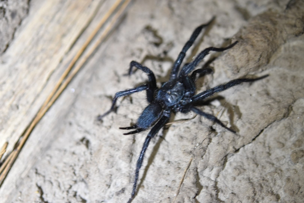 Linothele longicauda from Parque Arqueológico Rumipamba on May 20, 2023 ...
