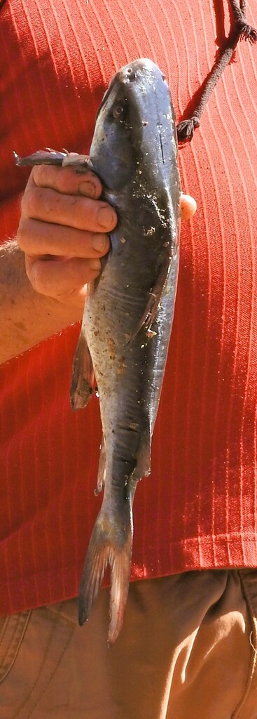 Silver Cobbler from Marble Bar WA 6760, Australia on September 8, 2017 ...