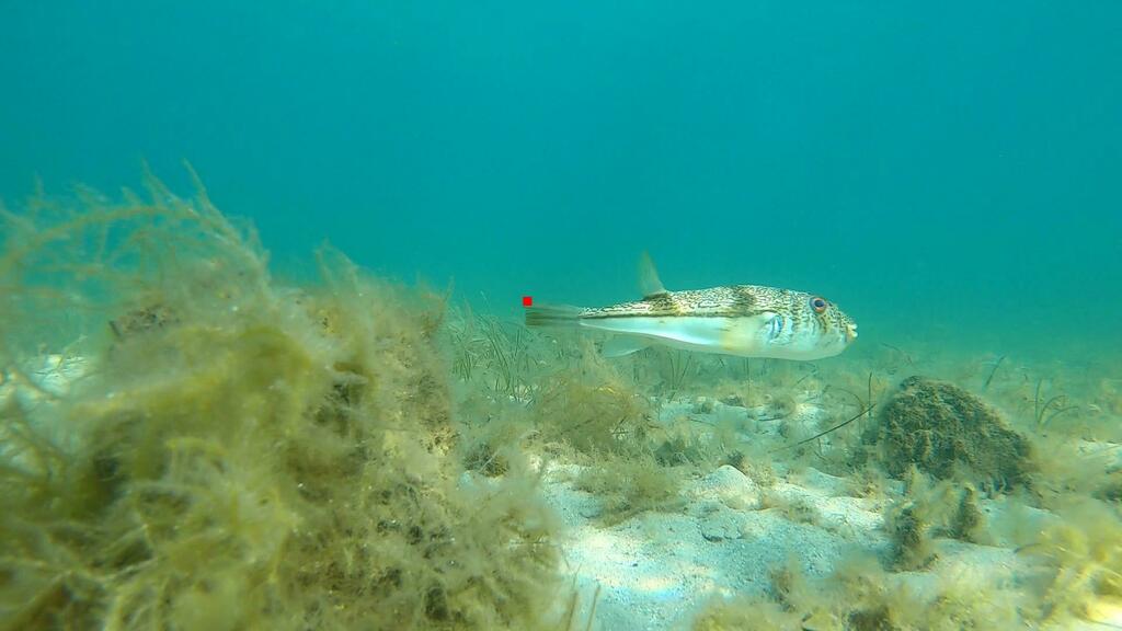 Weeping Toadfish from Port Adel. Enfield - Coast, AU-SA, AU on February ...