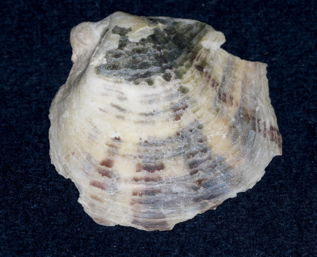 Pinctada from Coochiemudlo Island QLD 4184, Australia on May 21, 2023 ...