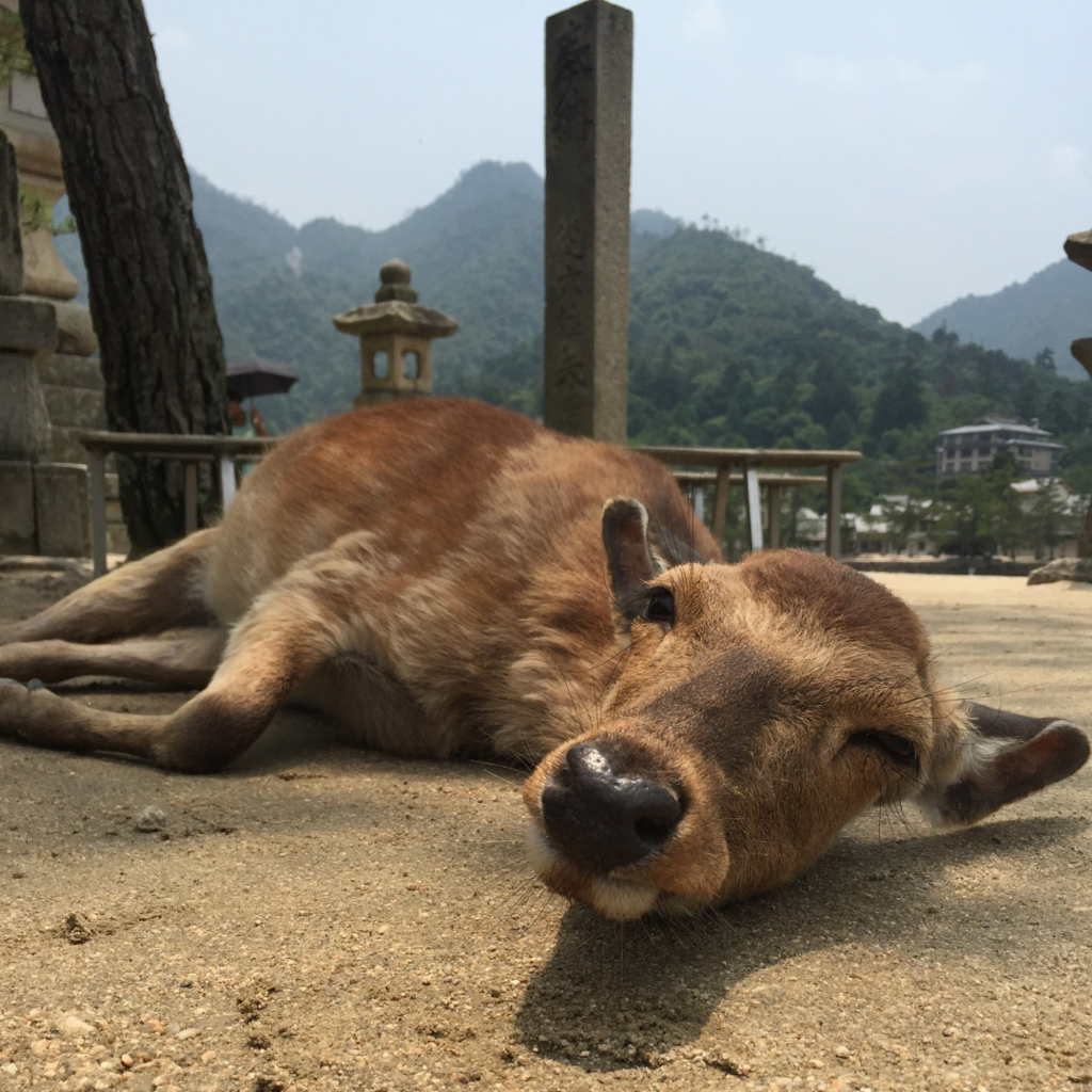 Honshū Sika Deer from Miyajimacho, Hatsukaichi, Hiroshima 739-0588 ...