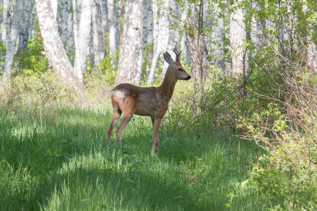 Eastern Roe Deer from Сосновский р-н, Челябинская обл., Россия on May ...