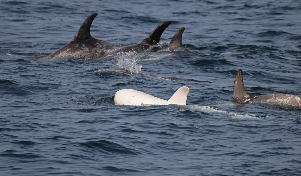 (Grampus) - Marine Life Identification