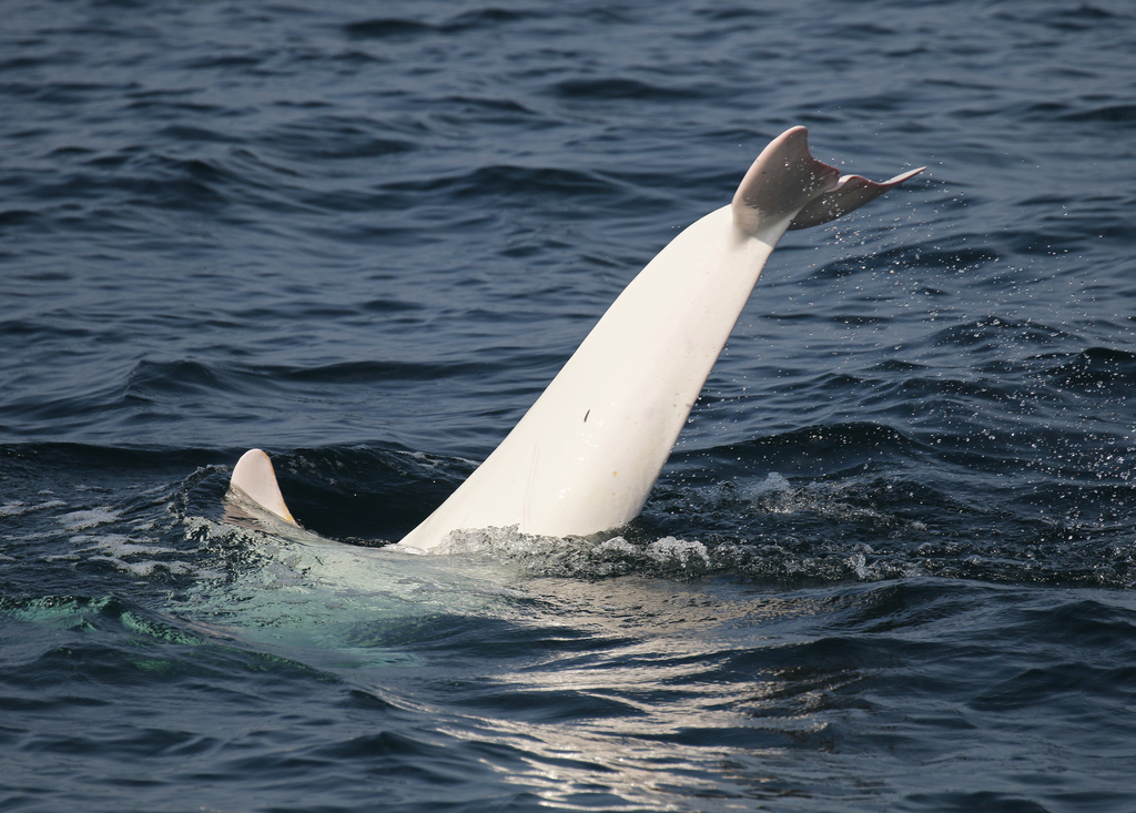 Toothed Whales (Odontoceti) - Marine Life Identification