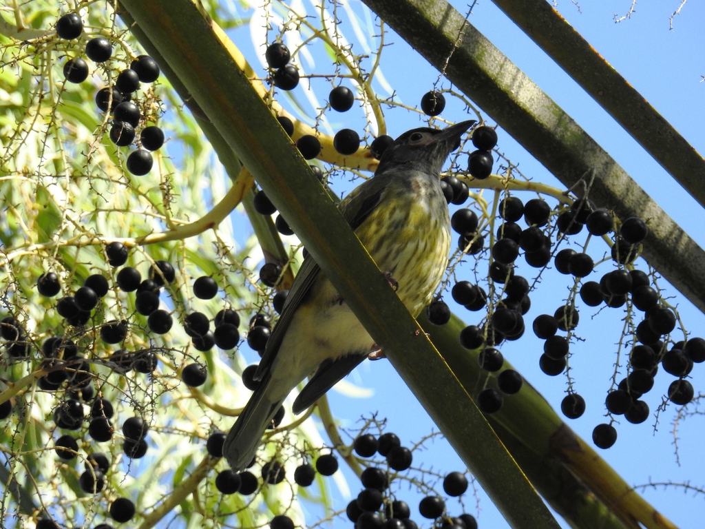 Australasian Figbird from Deepwater QLD 4674, Australia on May 18, 2023 ...