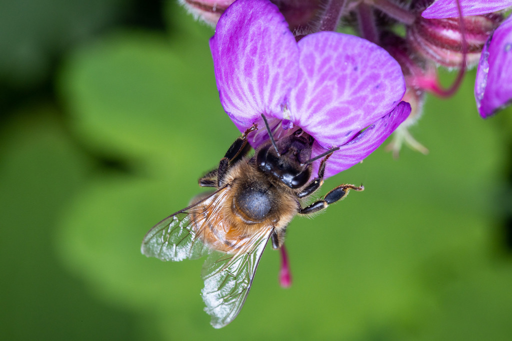 Western Honey Bee from 2113 Golema Rakovitsa, Bulgaria on May 29, 2021 ...