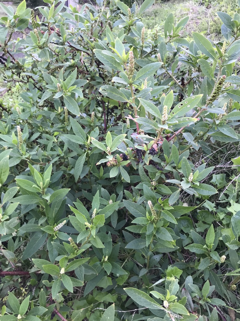 Inkweed from Latham Dr, Portsea, VIC, AU on May 21, 2023 at 04:11 PM by ...