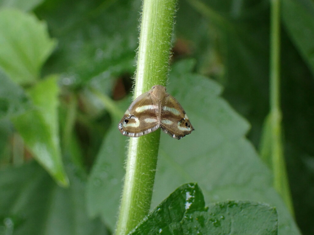 Ricania simulans from 台灣台中市霧峰區 on May 20, 2023 at 03:36 PM by 林棋欽 ...