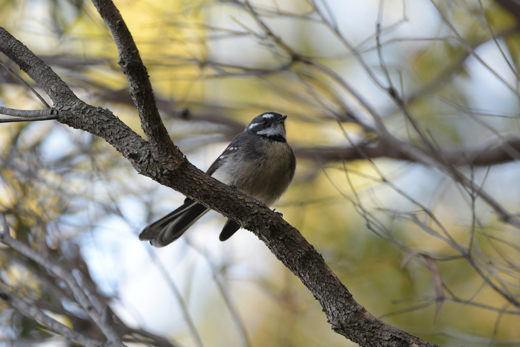 Grey Fantail from Sydney NSW, Australia on May 21, 2023 at 03:43 PM by ...