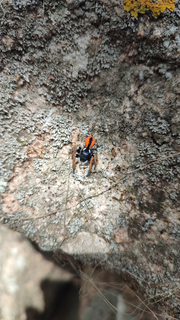 Red-bellied Jumping Spider from 07020 Padru, Sassari, Italien on May 05 ...
