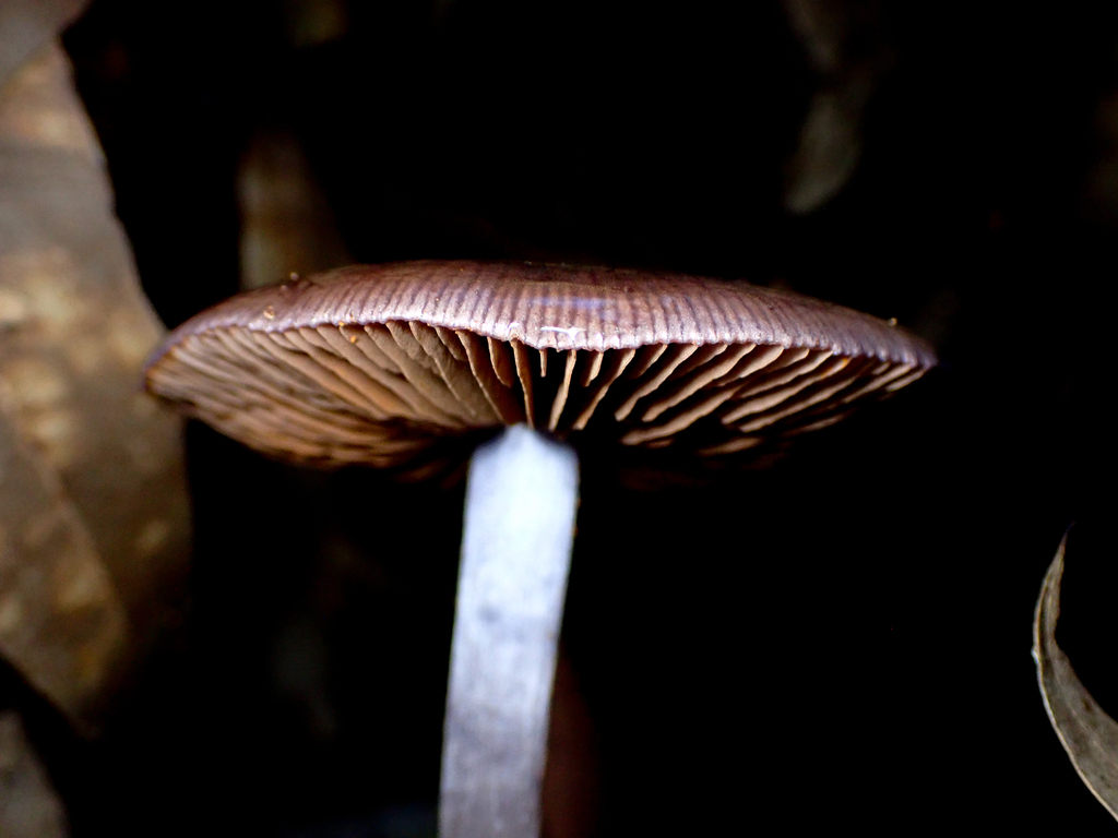 Thaxterogaster submagellanicus from Girrakool Loop Track, Kariong NSW ...