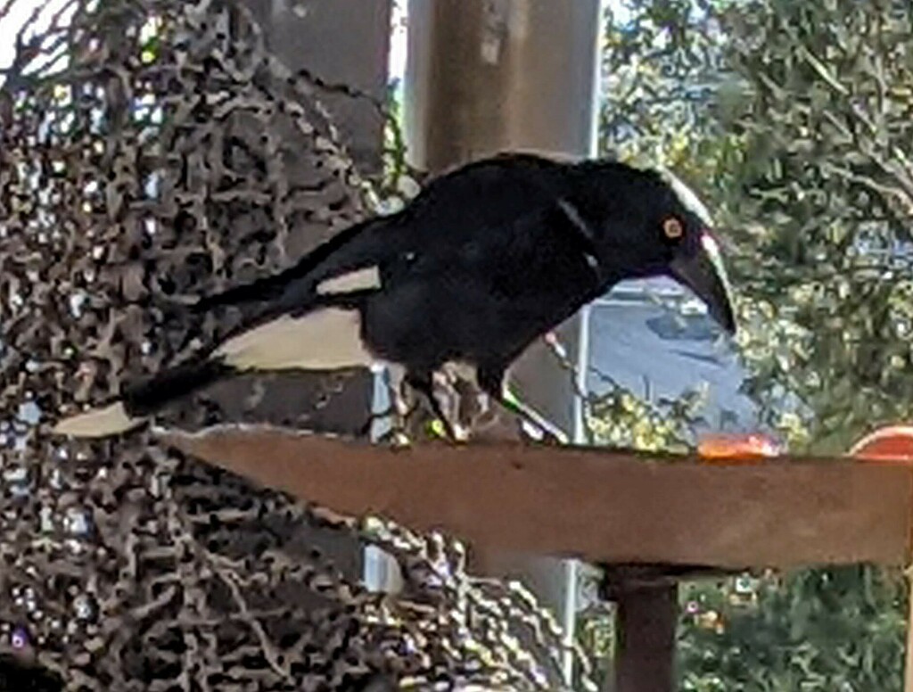 Pied Currawong from Elsmore NSW 2360, Australia on May 21, 2023 at 08: ...