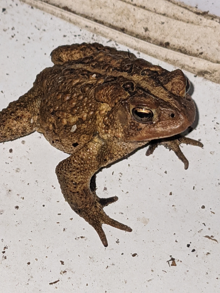 American Toad from Saint-Donat-de-Montcalm, QC J0T, Canada on May 21 ...