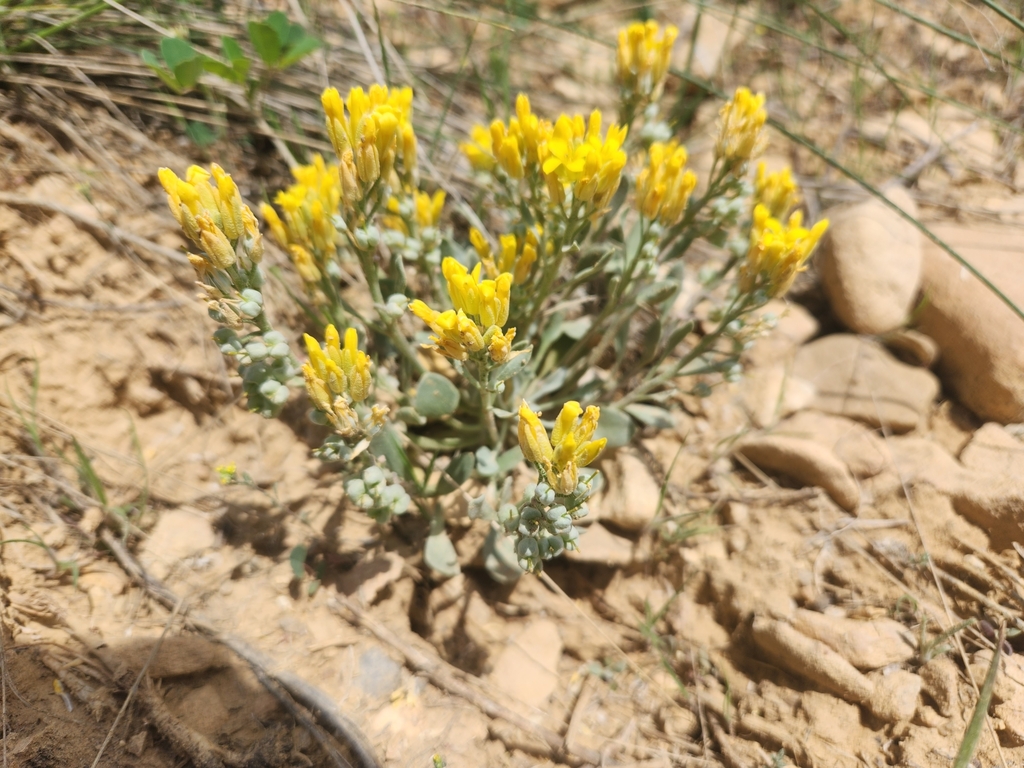 Double Bladderpod from Meeker, CO 81641, USA on May 17, 2023 at 03:04 ...
