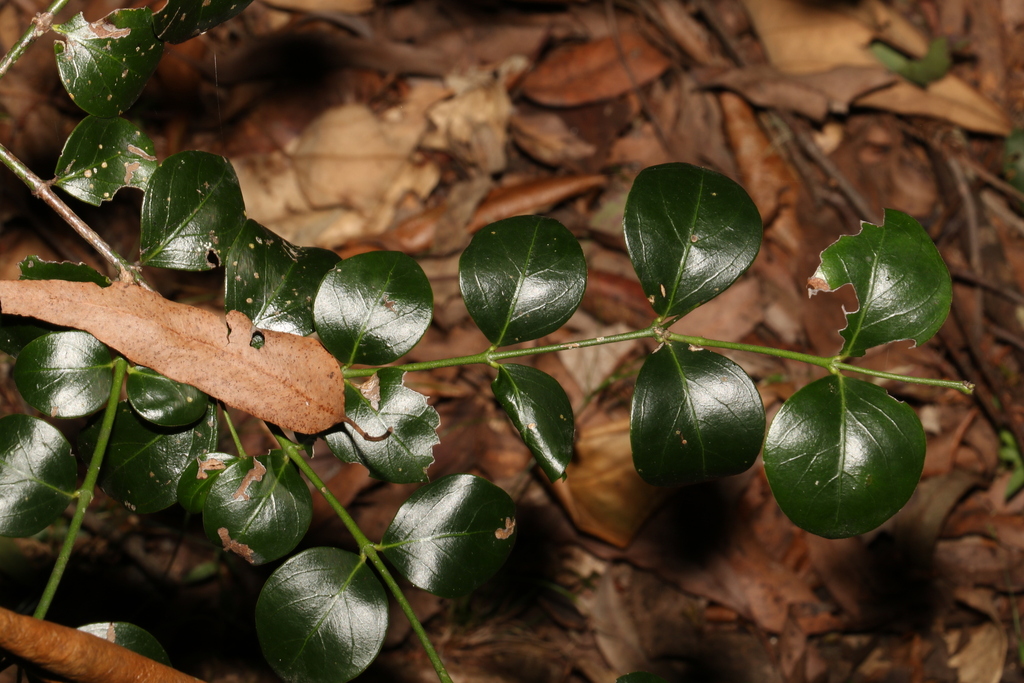 conkerberry from Mount Mee QLD 4521, Australia on May 21, 2023 at 12:31 ...