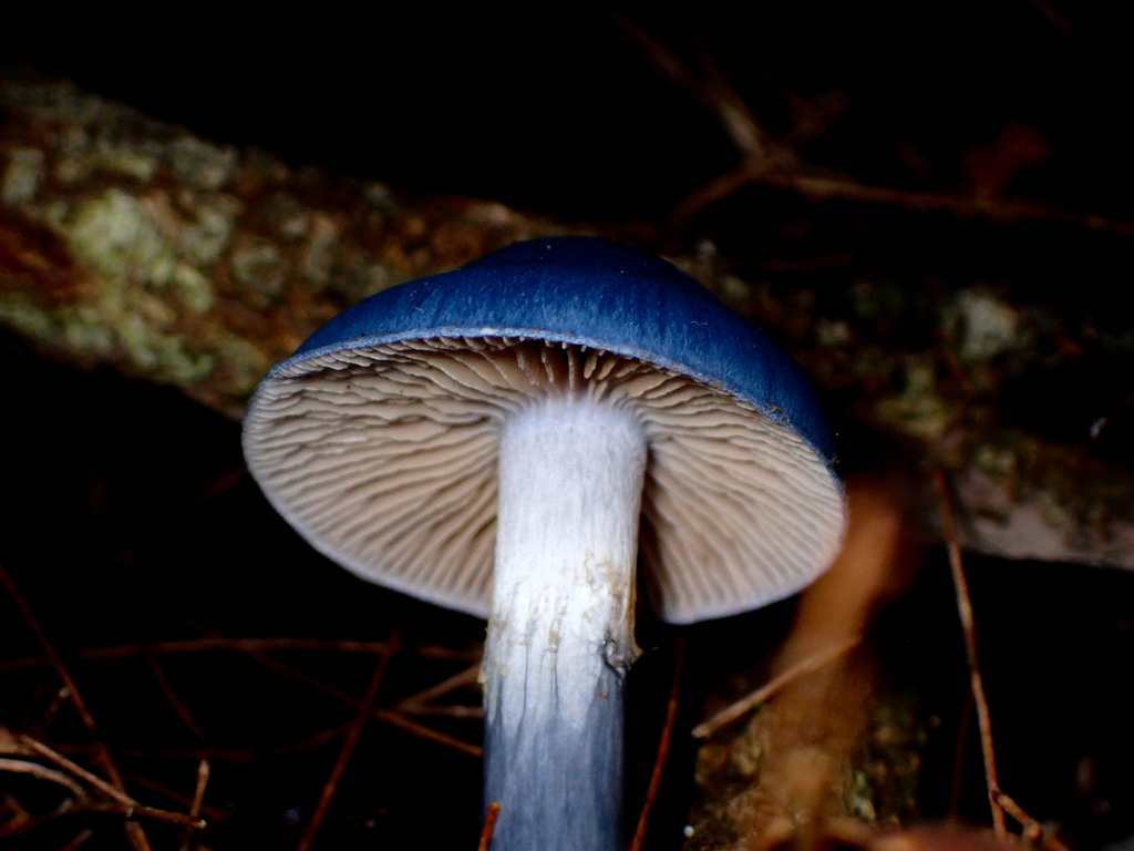 elegant blue webcap from Girrakool Loop Track, Kariong NSW, Australia ...