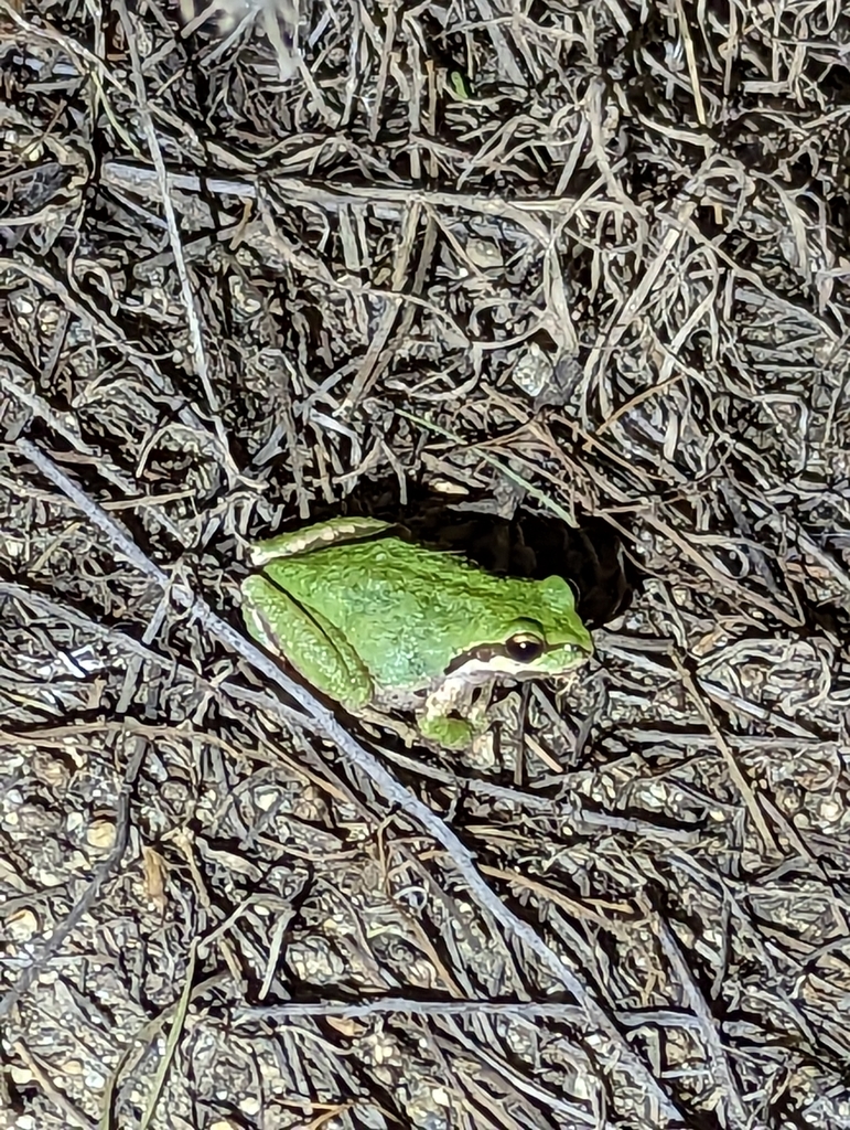 Baja California Tree Frog from Lakeside, CA 92040, USA on May 19, 2023 ...