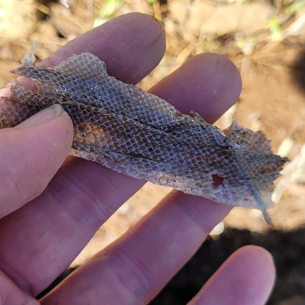 Northern Rubber Boa in May 2023 by Mark Leppin. Under rock. Smooth ...