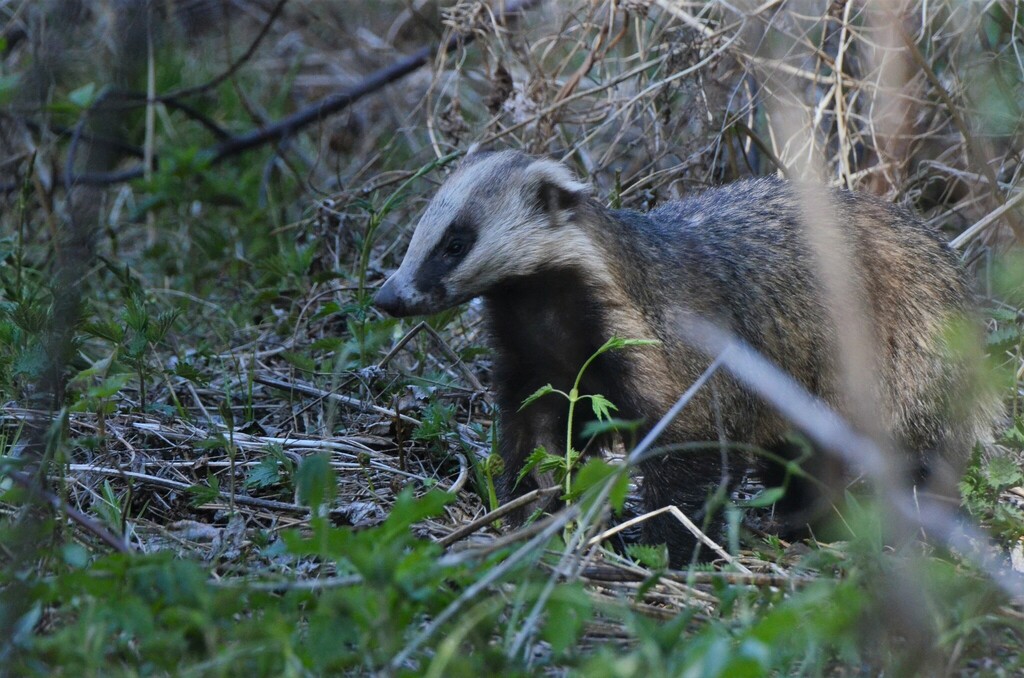 Common Sand Badger from Колыванский р-н, Новосибирская обл., Россия on ...