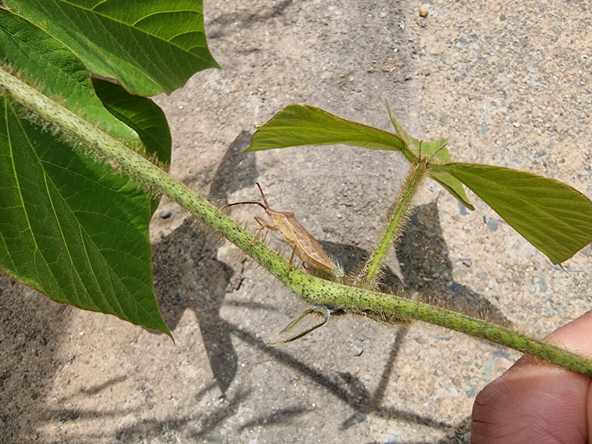 Homoeocerus Burmeister, 1835