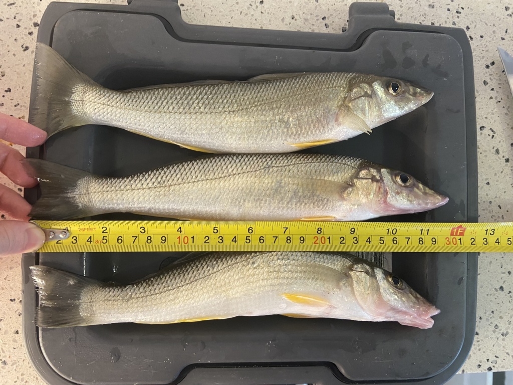 Sand Whiting from Halifax Bay, Toolakea, QLD, AU on May 21, 2023 at 08: ...