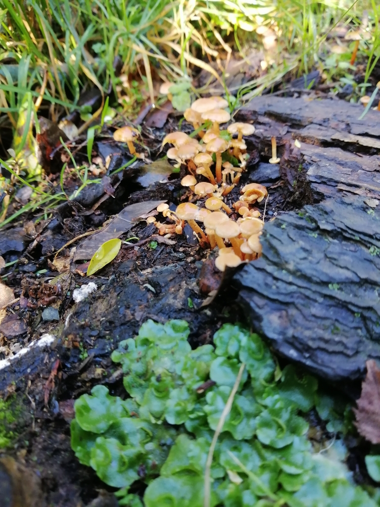 Hypholoma acutum from Otago, New Zealand on May 21, 2023 at 01:25 PM by ...
