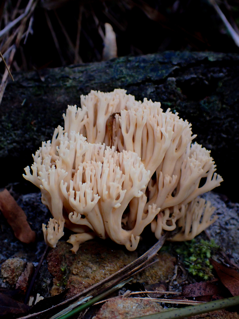 Coral Fungi from Girrakool Loop Track, Kariong NSW, Australia on May 21 ...