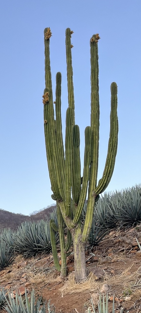 Cardón hecho desde Hostotipaquillo, JAL, MX el 11 de abril de 2023 a ...