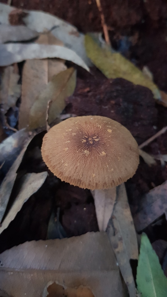 Descolea recedens from Sydney NSW, Australia on May 21, 2023 at 02:05 ...